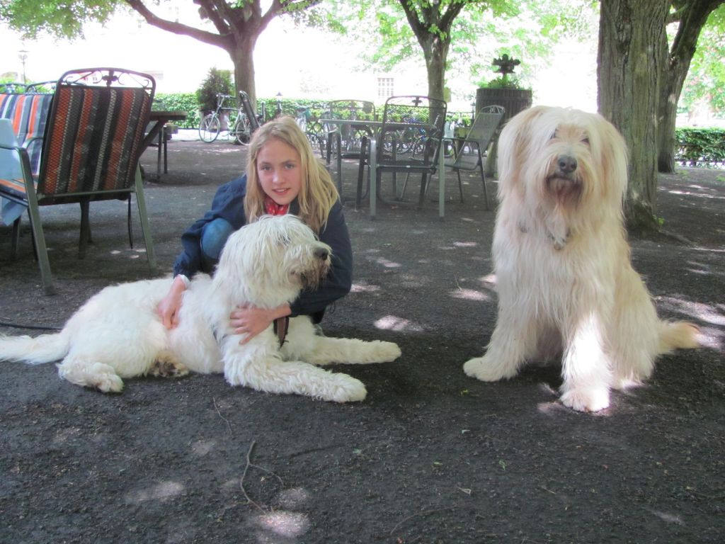 Bildergalerie - Schafpudel in Bayern